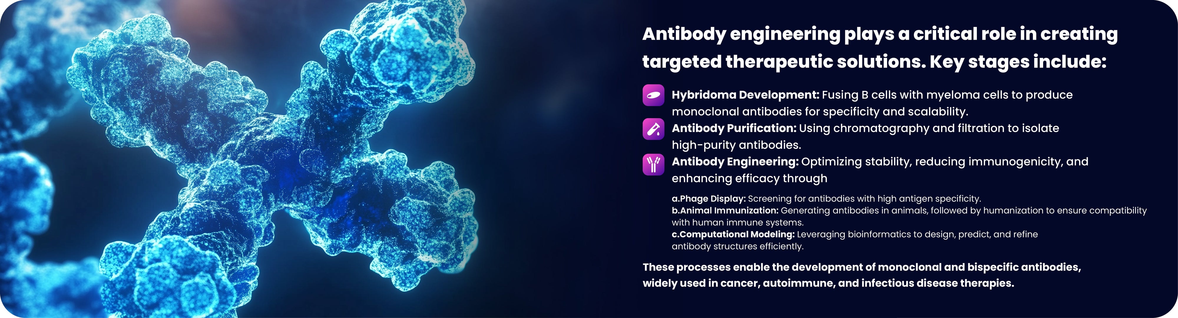 Antibody Development & Engineering